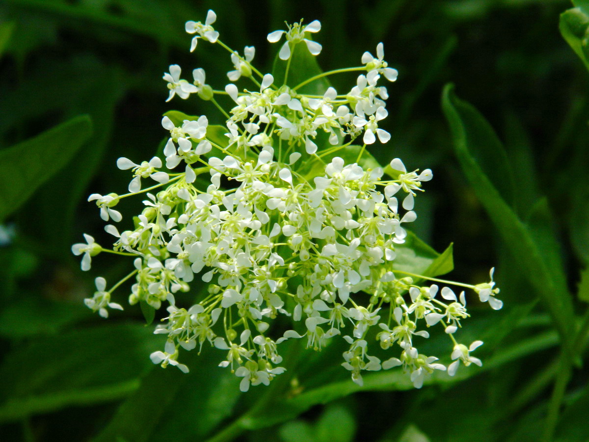 LA MULTI ANI, ROMANIA!: Flori albe de camp