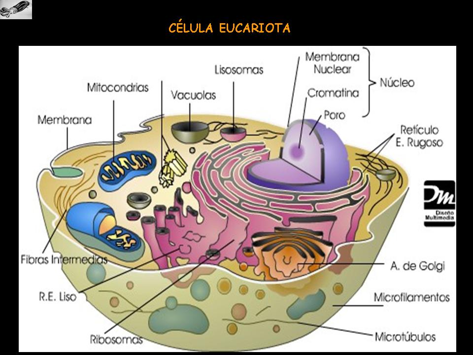 ...y la vida evolucionó: Estructura membrana plásmática eucariota-3/15