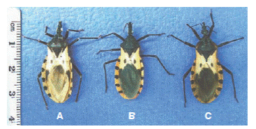 Triatoma dimidiata. ¿Lo conoces?