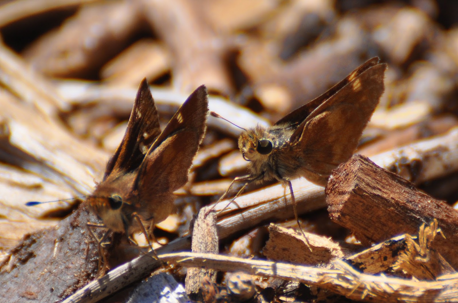 Mother Nature's Backyard - A Water-wise Garden: Umber Skipper Butterfly ...