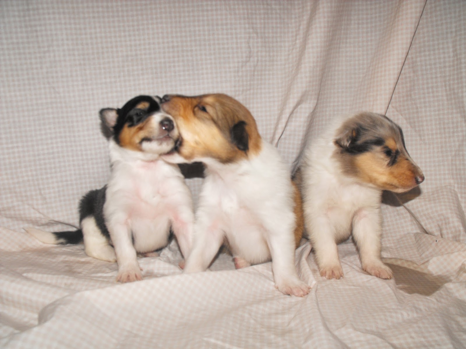 Prairie Creek's Collies: Fun Photos