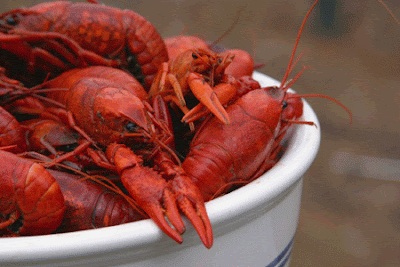 Living Rootless: 2011