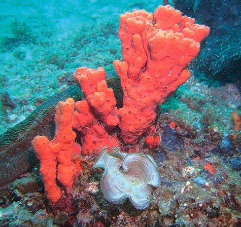 Real Monstrosities: Sponge