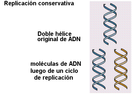 Replicación de ADN