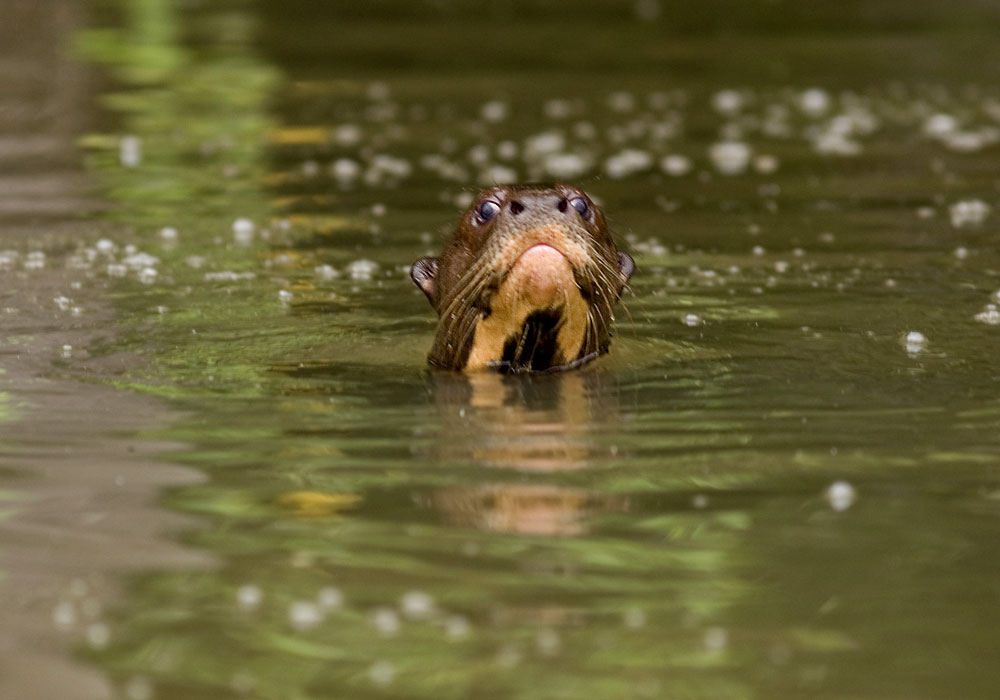 Weedon's World of Nature: Giant River Otters, Sandoval Lake, Peru