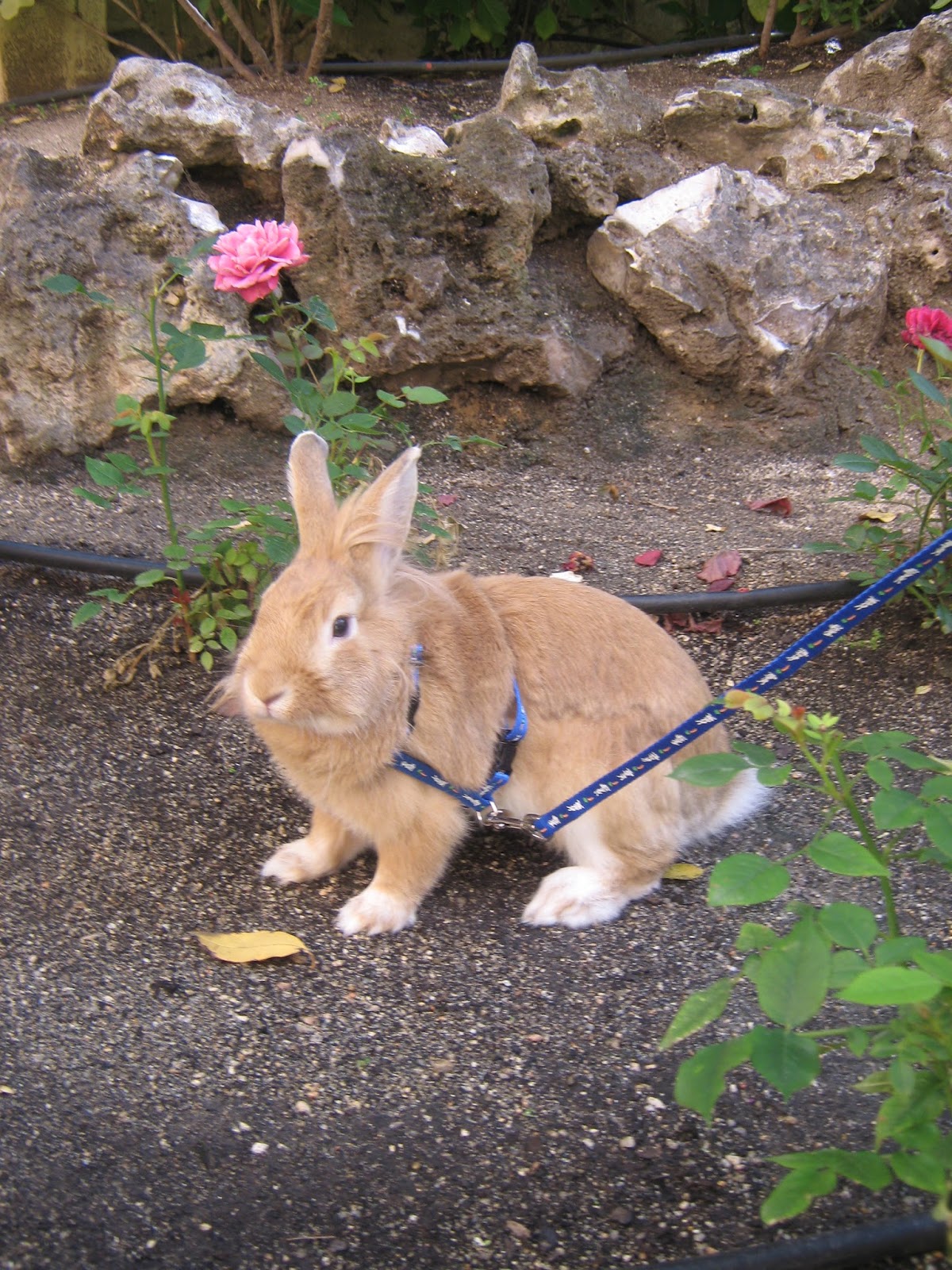 Fotos, vídeos e información sobre conejos