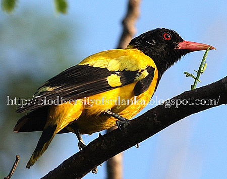 Biodiversity of Sri Lanka: කහ කුරුල්ලා[Kaha Kurulla]/Black-hooded ...