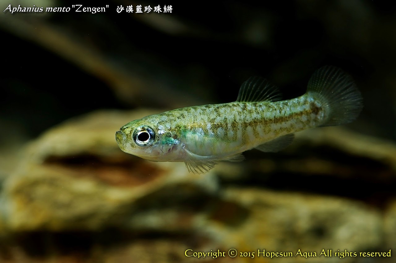 鴻順魚坊: Aphanius mento "Zengen" 沙漠藍珍珠鱂