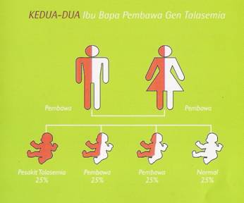 Apa itu Talasemia ~ Thalassaemia Society Sabah : Persatuan Thalassaemia ...