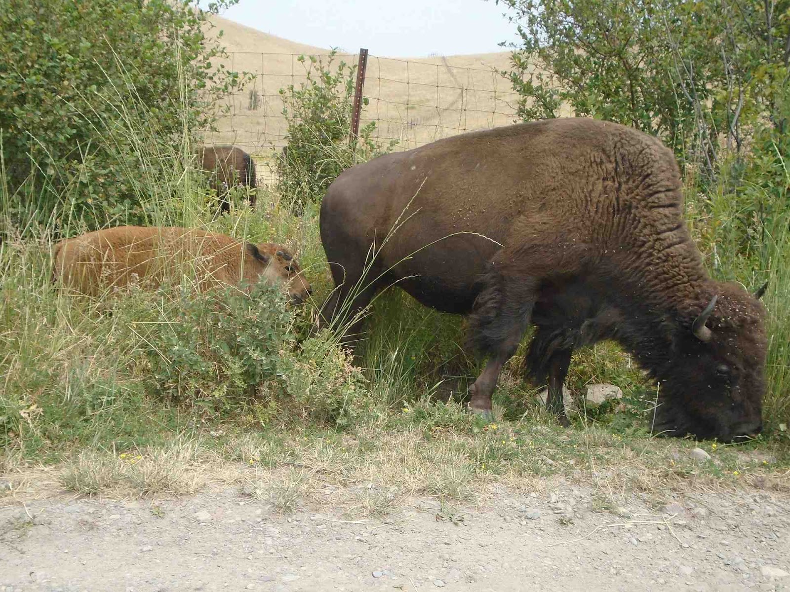 Life among the Tall Pines: Bison Range visit