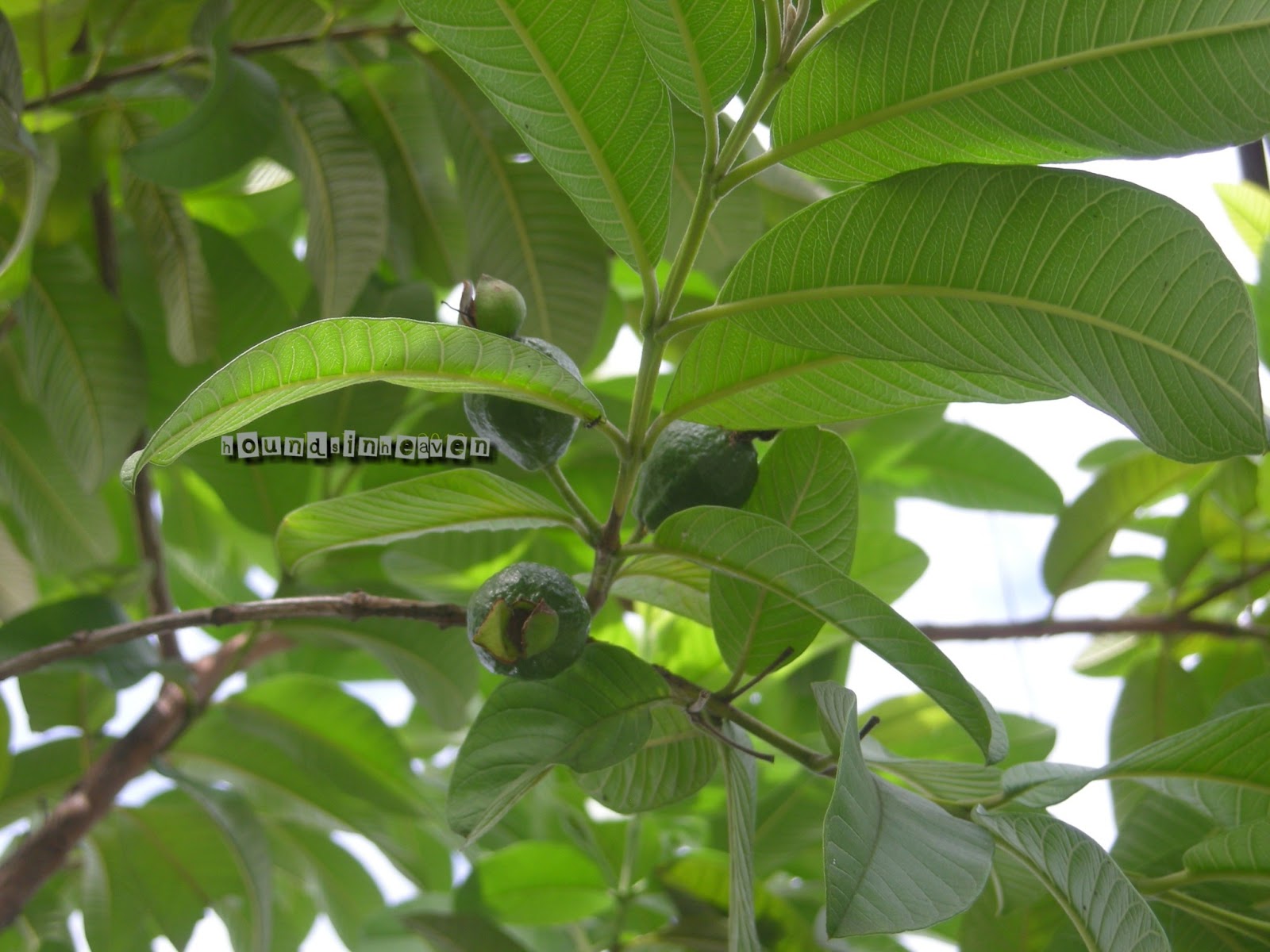 lui is in heaven: The Guava Tree