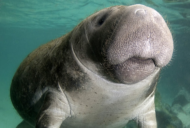 White Wolf : Manatee Calf 'Pilgrim' Rescued In Florida Keys After Boat ...