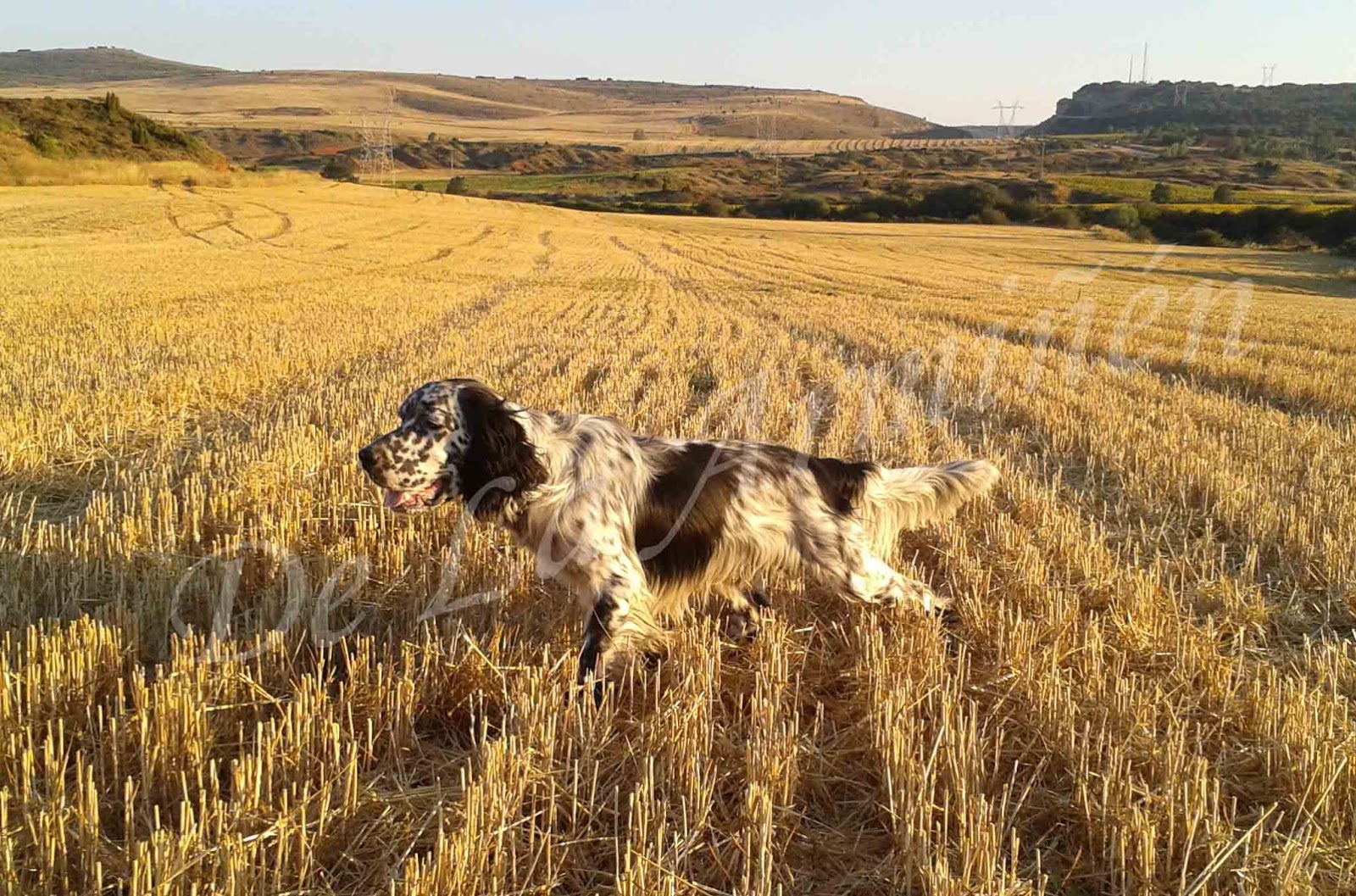 Ejemplares de Setter Inglés: Nuestros setter