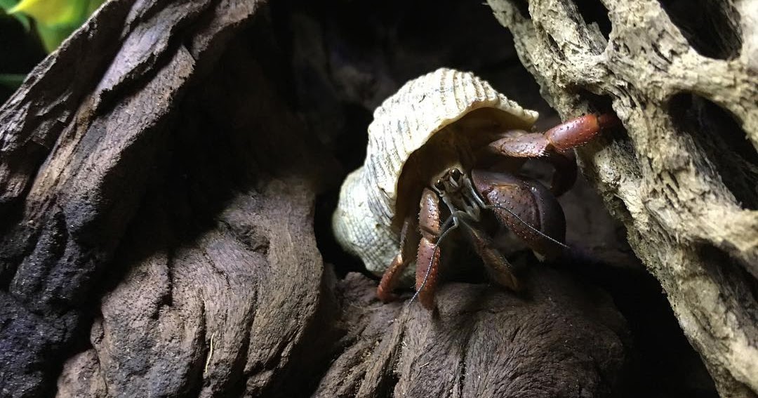 Hermit Crab Cottage: Hermit Crab Hut Ideas