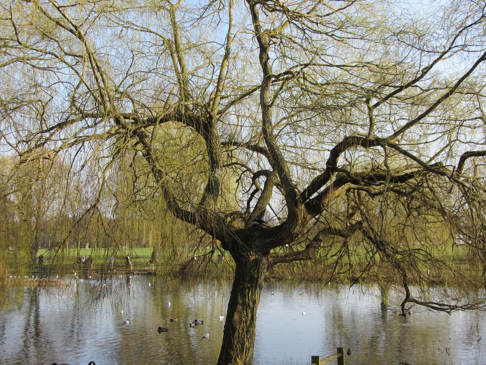 Ham Photos: Confused tree