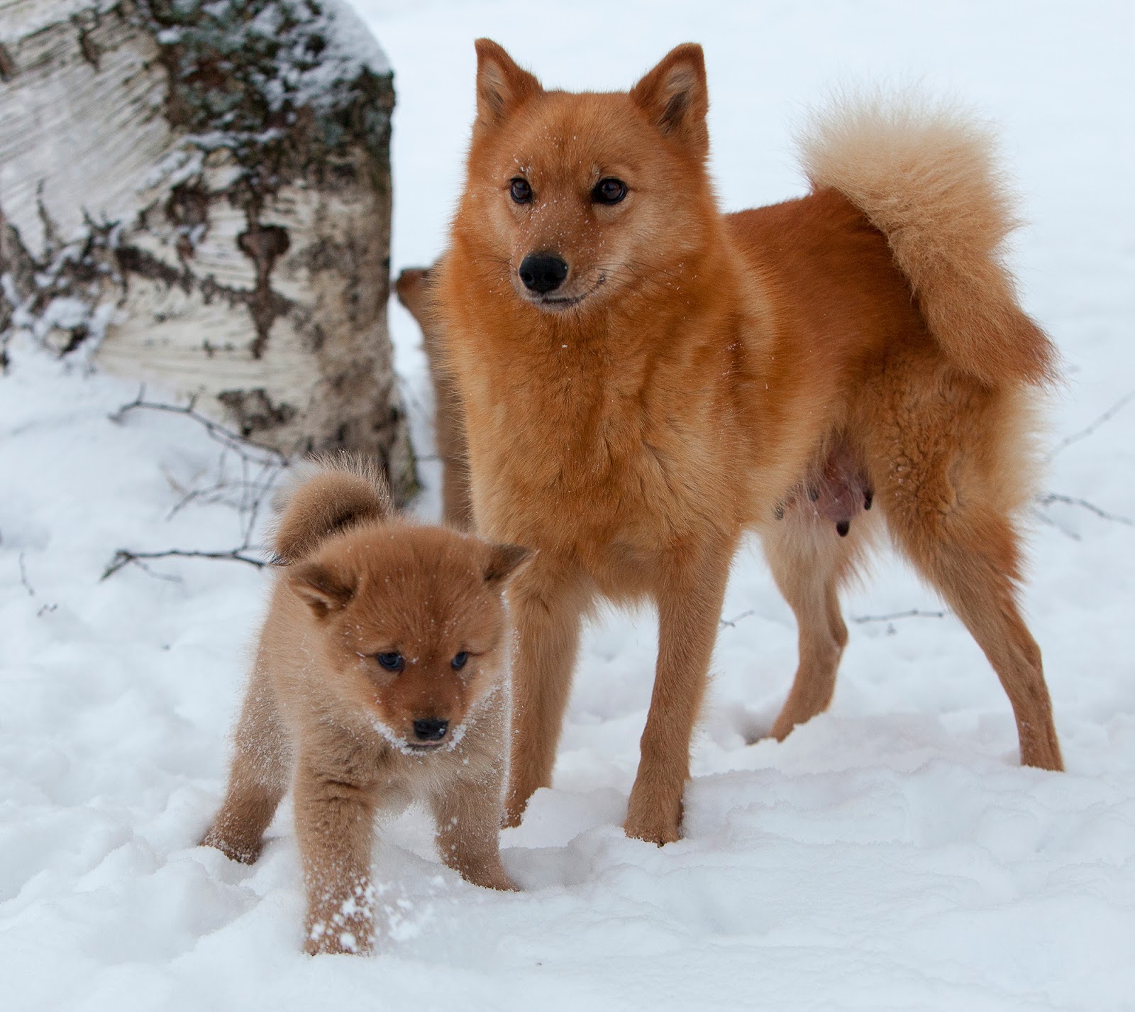 Maatiaismuori: Pikinokka, punaturkki, aito suomalainen, mikä se on?