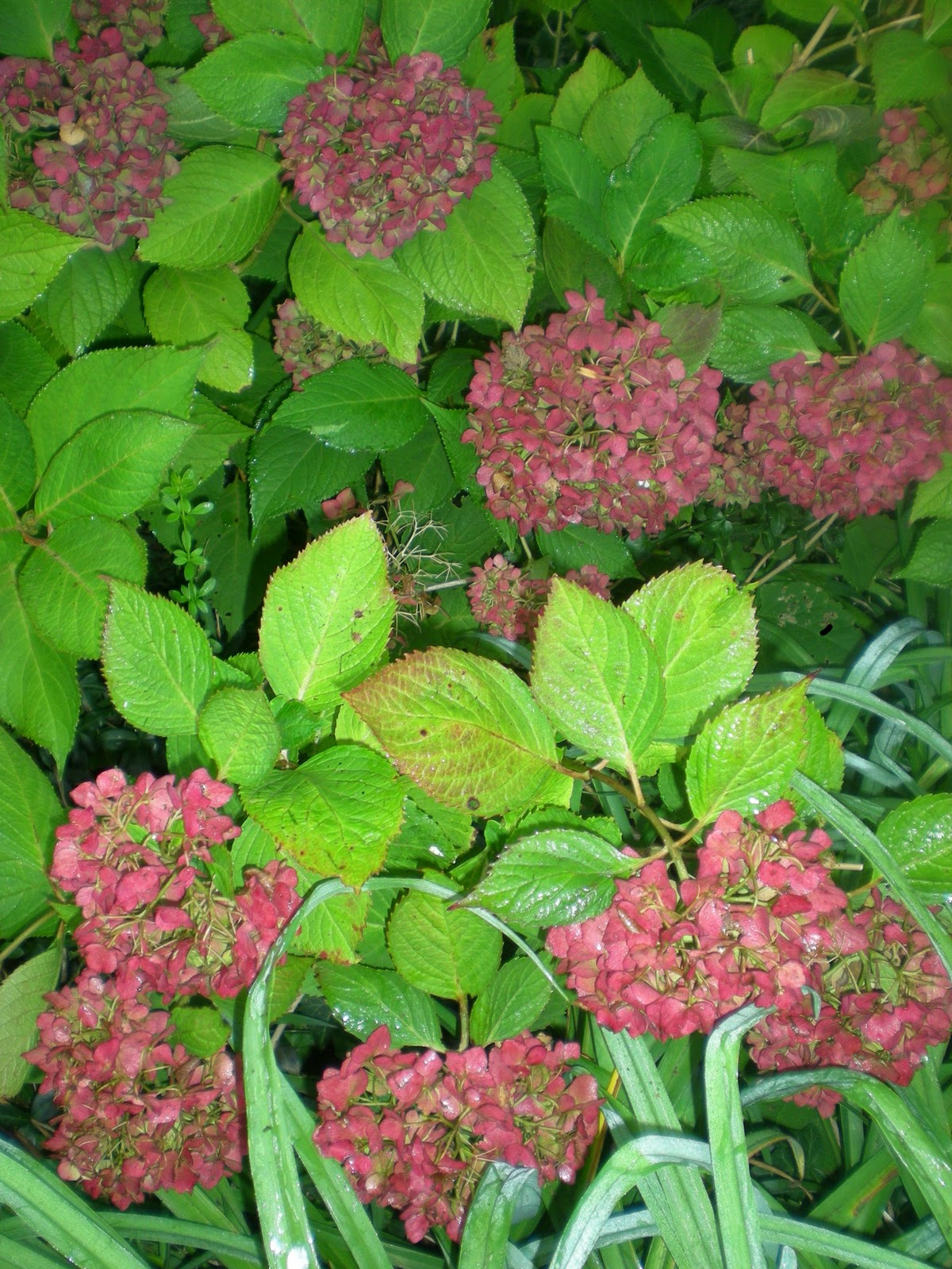 Jarvis House: Deep Purple Flowering Shrubs in September at the Jarvis ...