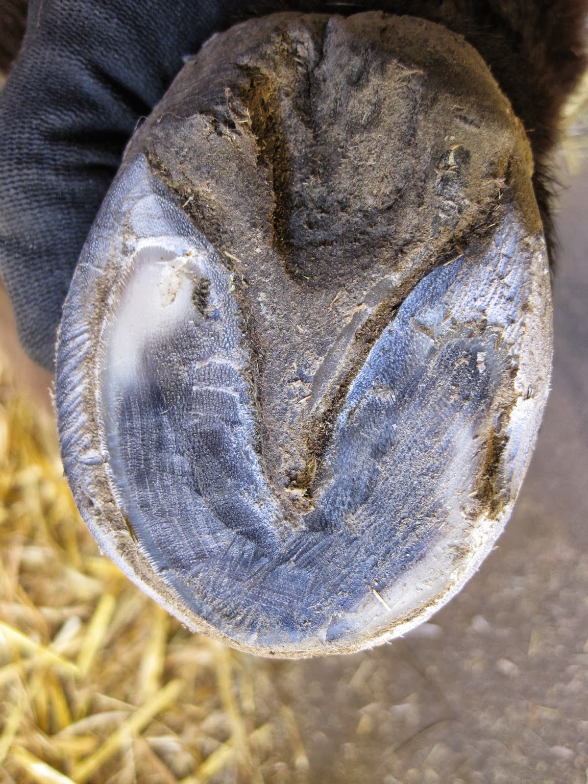 The Dancing Donkey: Donkey Feet - Ramsey