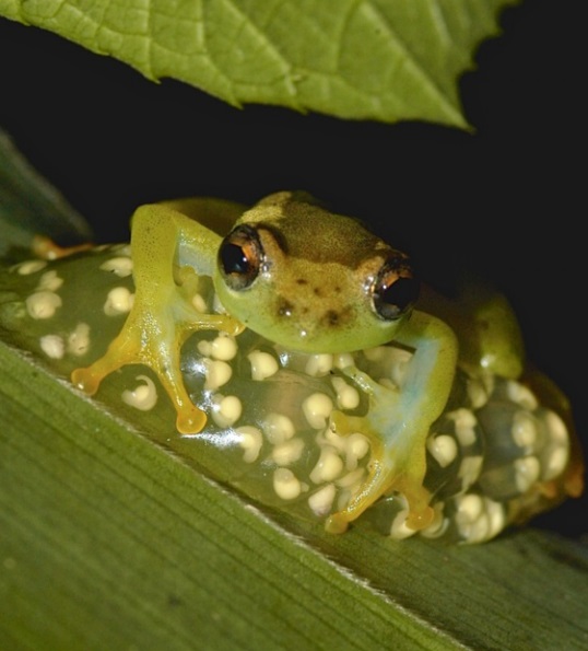 Species New to Science: [Herpetology • 2015] Three New Species of Spiny ...