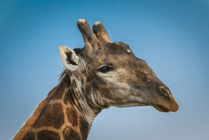 hoolawhoop: old bull giraffe