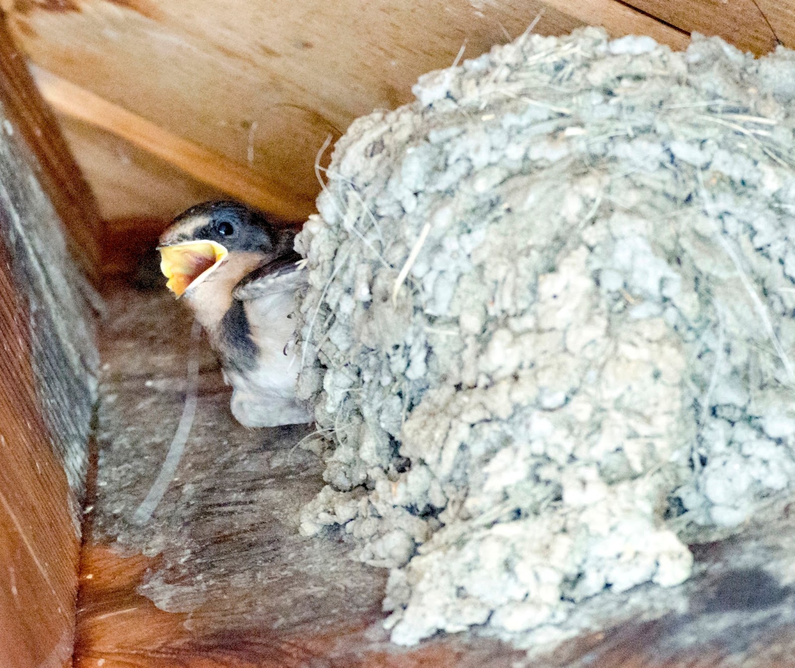 Urban Wildlife Guide: Barn Swallows