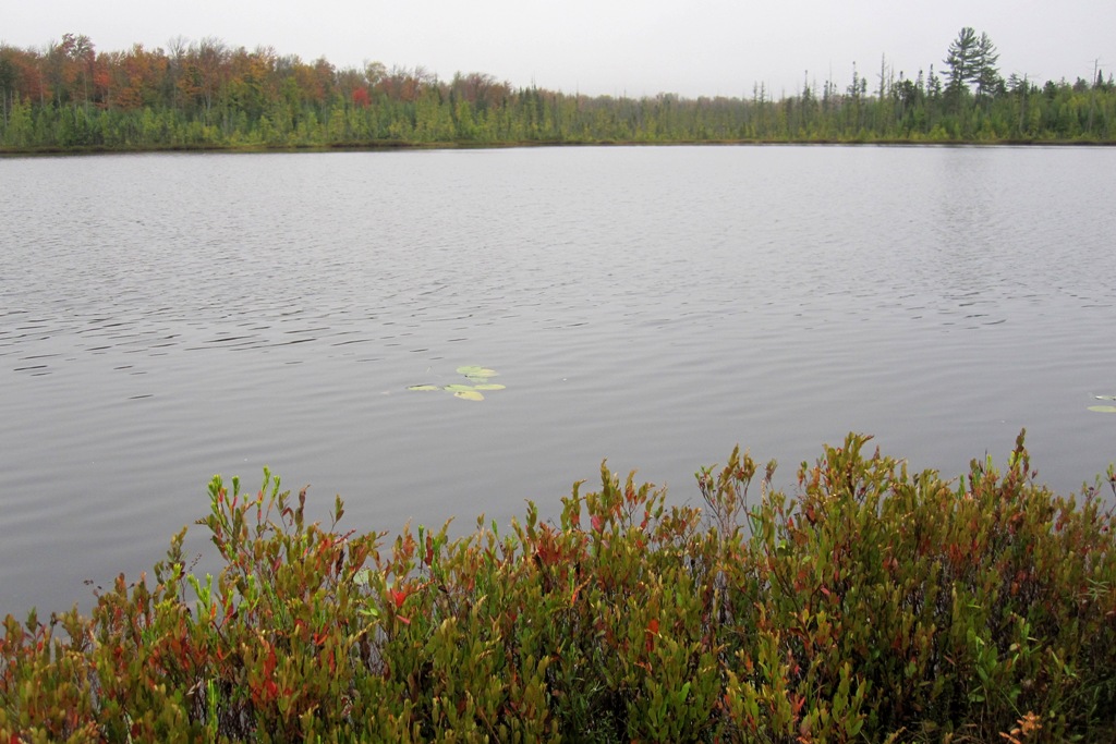 Windswept Adventure: The Peat Bog At Benz Pond, Part 2