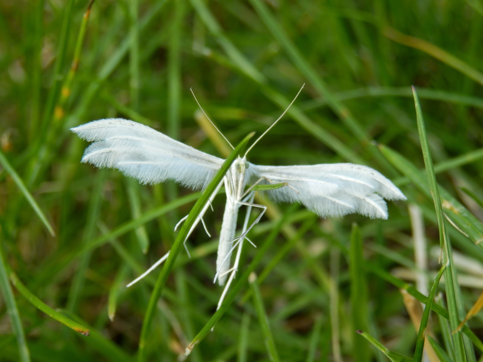 White Plume Moth