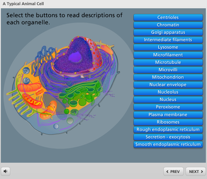 Crea y aprende con Laura: 21 Interactive Cells