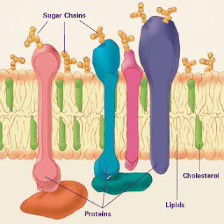 Knowledge Class: Transport of Molecules across the Plasma Membrane