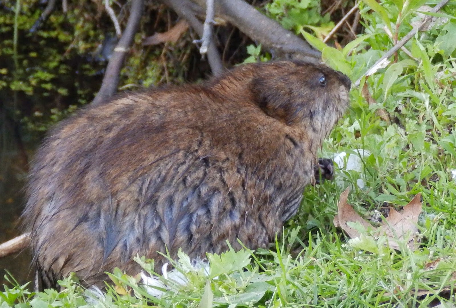 Sister Sarah's Excellent Adventure: muskrat love