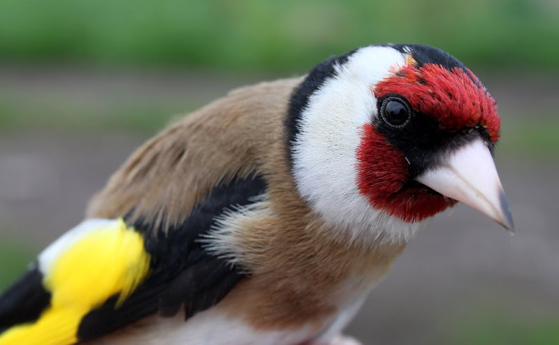 Another Bird Blog: Yellow And Gold