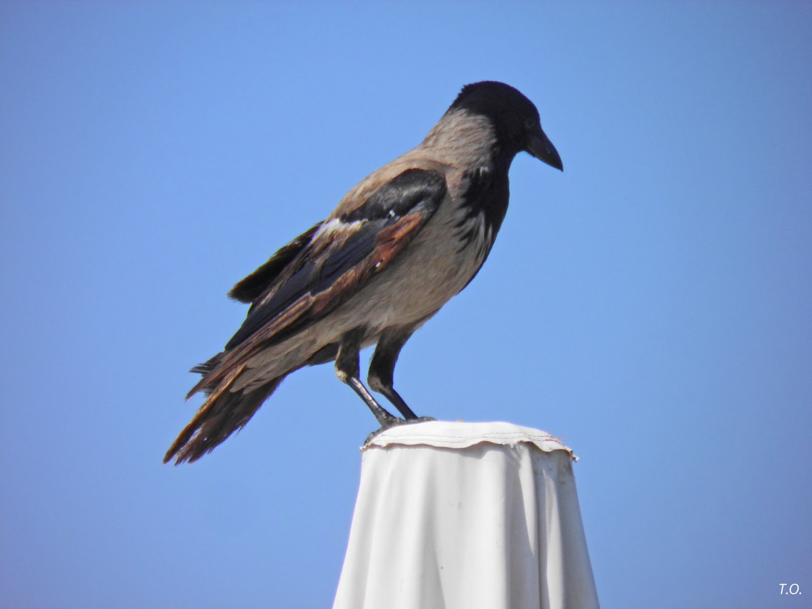 PASARI DIN ROMANIA: CIOARA GRIVA, Corvus cornix