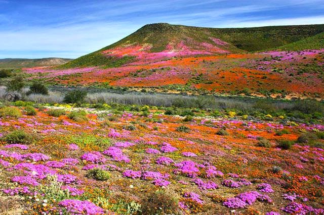 Namaqualand Wild Flower Tours: Namaqualand
