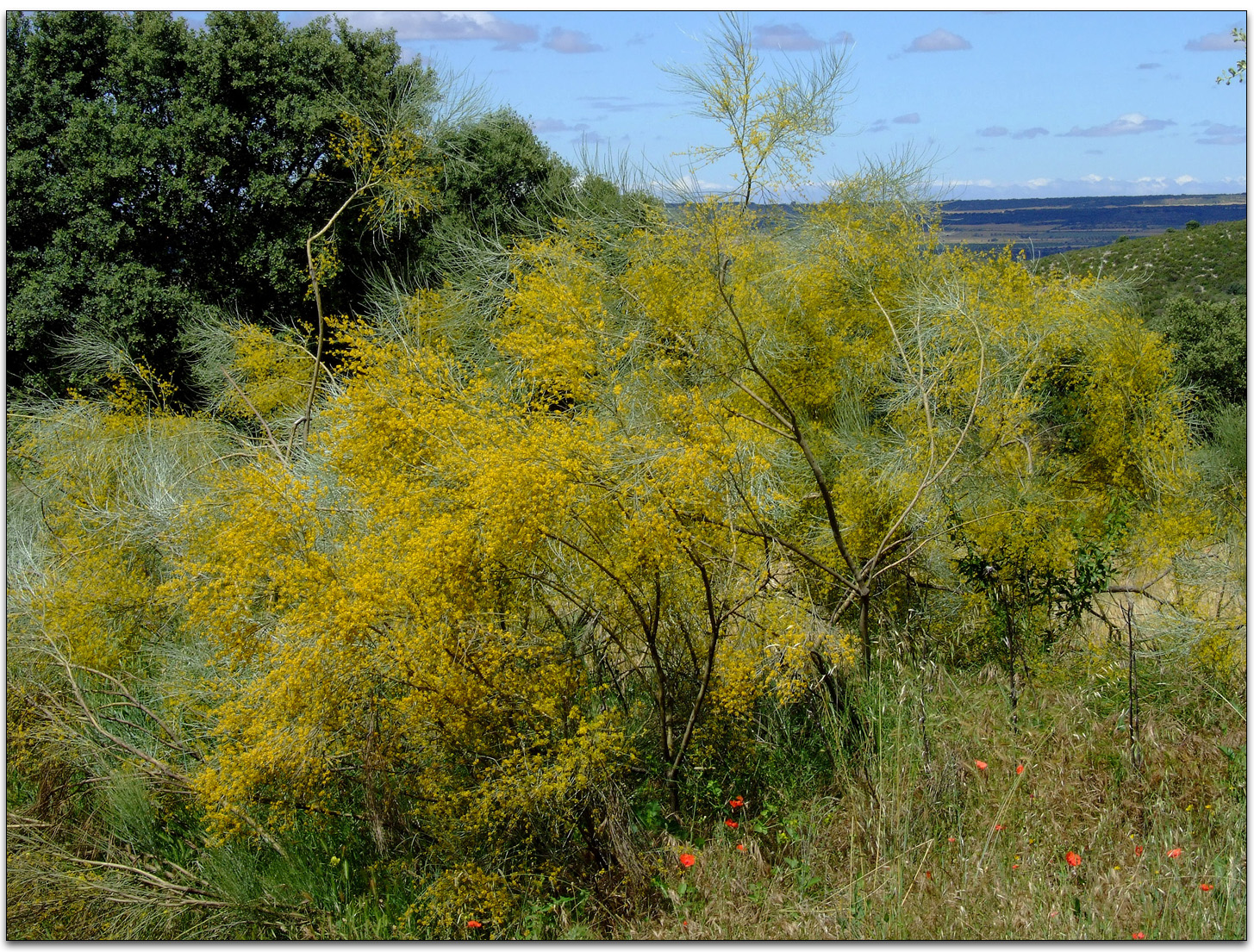 rocayflor: agosto 2012