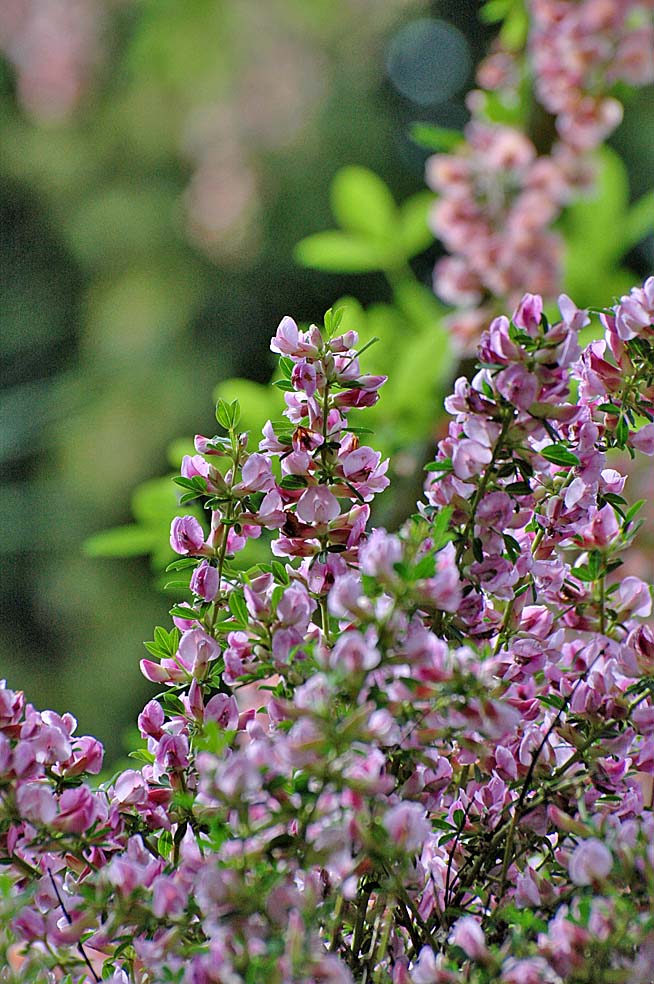 A Digital Botanic Garden: Adam's Laburnum, +Laburnocytisus adami, Fabaceae
