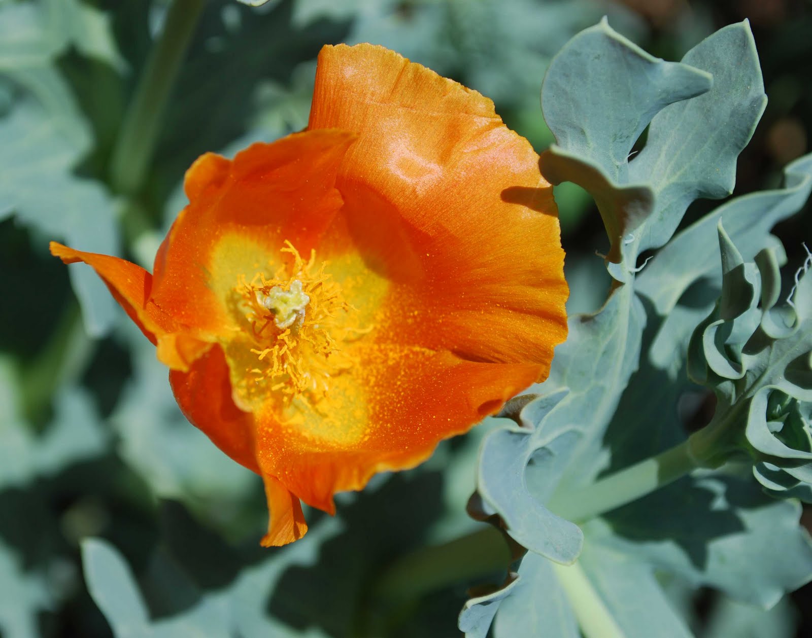 the art garden: The Most Provocative Plant...