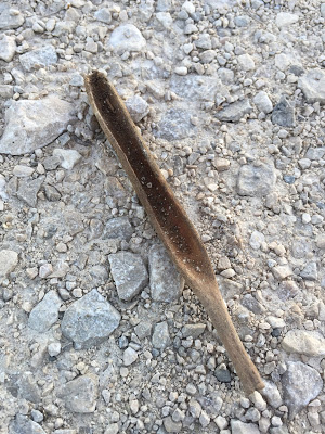 SaKoN Espeleologia Taldea, Noain Elortzibar: Báculo, el hueso del pene ...