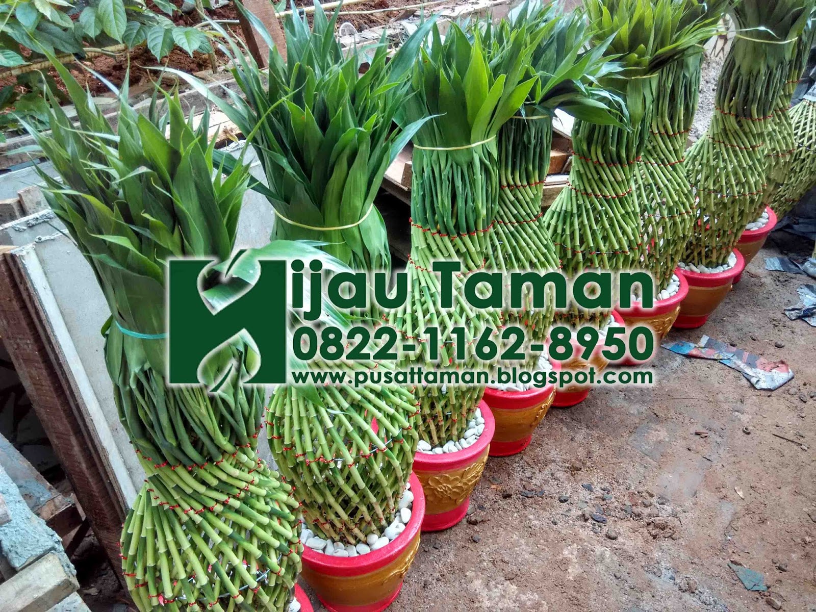 JUAL BAMBU HOKI GUCI | BAMBU SRI REJEKI | TANAMAN INDOOR | TANAMAN HIAS ...
