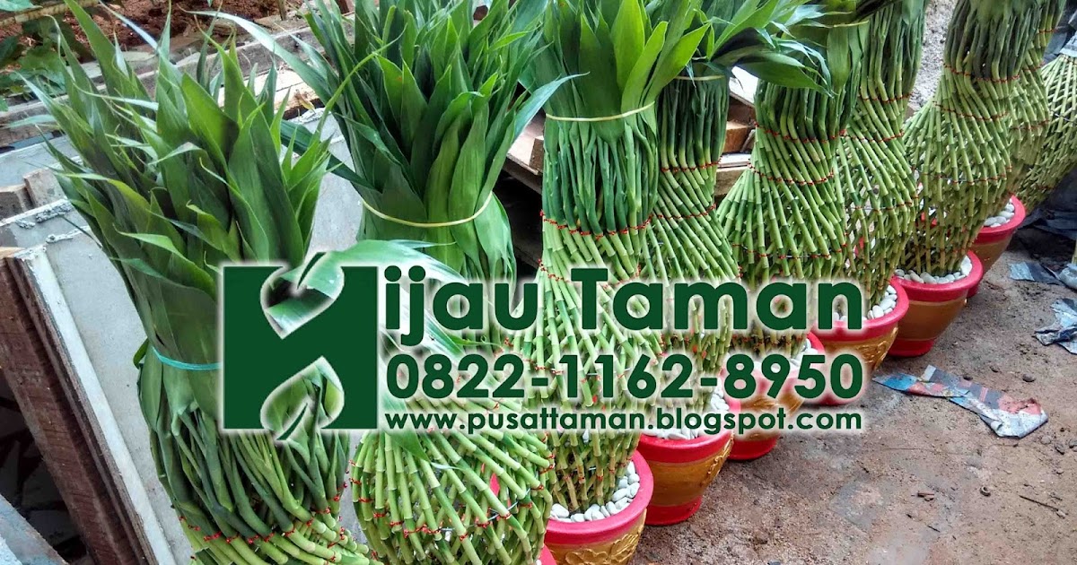 10+ Tanaman Hias Indoor Meja