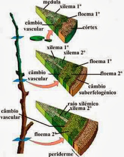 Bio Logos: Tecido Vegetal - Meristema