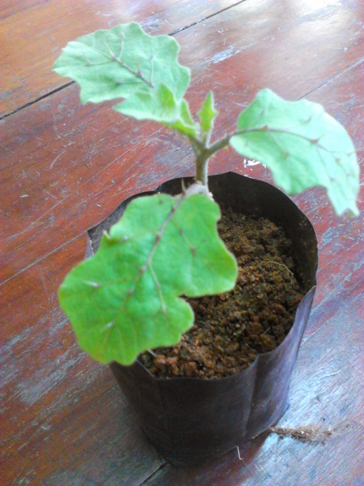 Solanum melongena - Elabatu - එල බටු - Herbal Plants of Asia