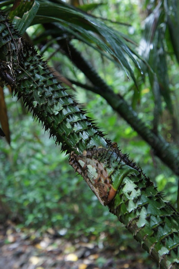 OUR PHILIPPINE TREES: The Mud Spring Ordeal!