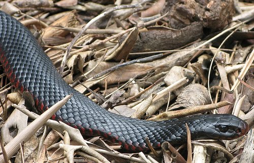 Animals World: black cobra wallpapers & pics