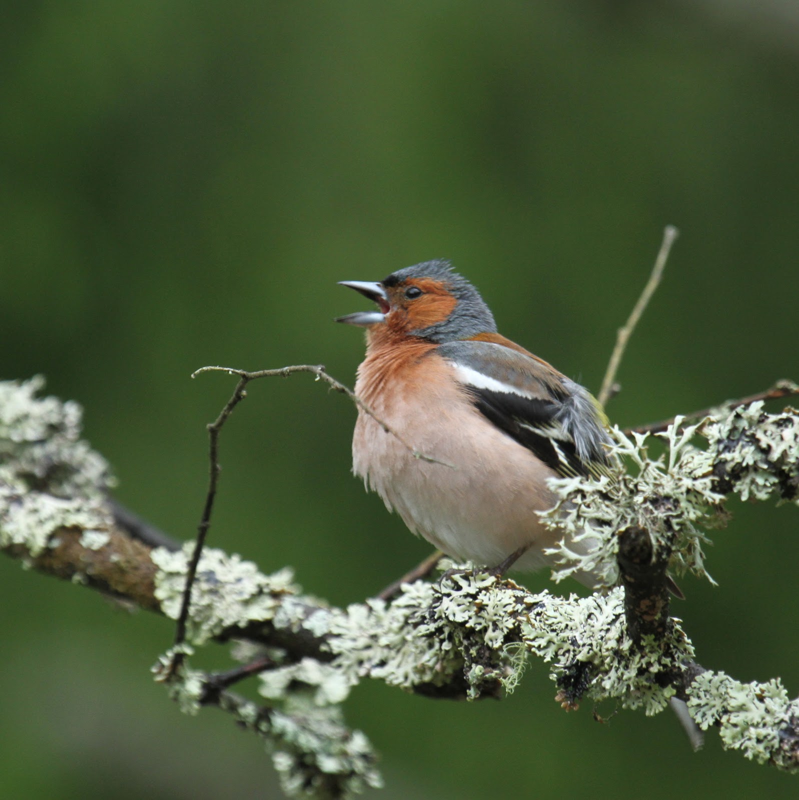 Estonian Nature Tours: A short break of during the first week to ...