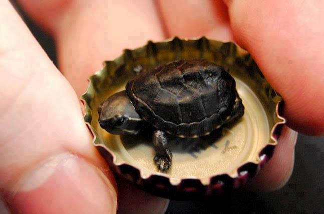 Amazing smallest Turtle ever | family and relationship