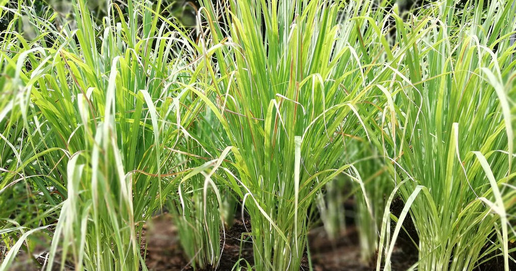 Beneficios del té de zacate limón