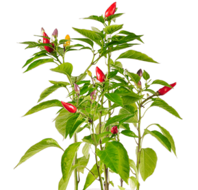 32+ Gambar Sketsa Pohon Cabe