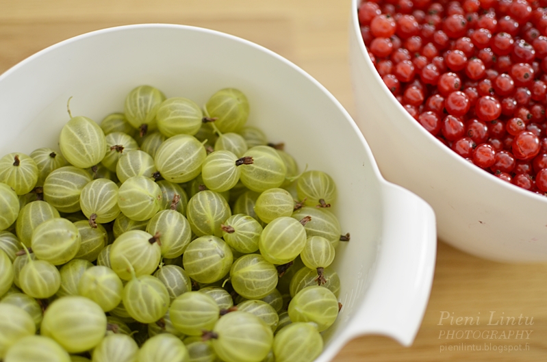 Pieni Lintu: Syksyn marjoja | WATW