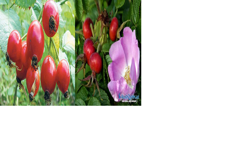 Biologiya: Dərman bitkiləri