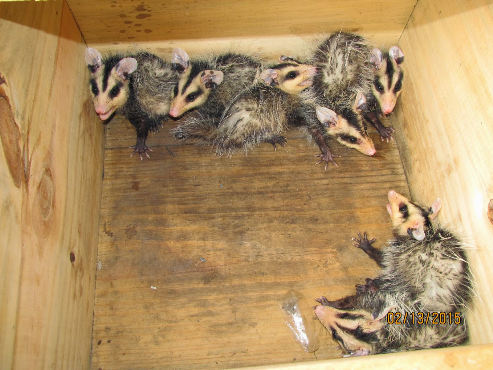 Núcleo de Proteção Ambiental (NPA): NPA Resgata 7 filhotes de Gamba em ...